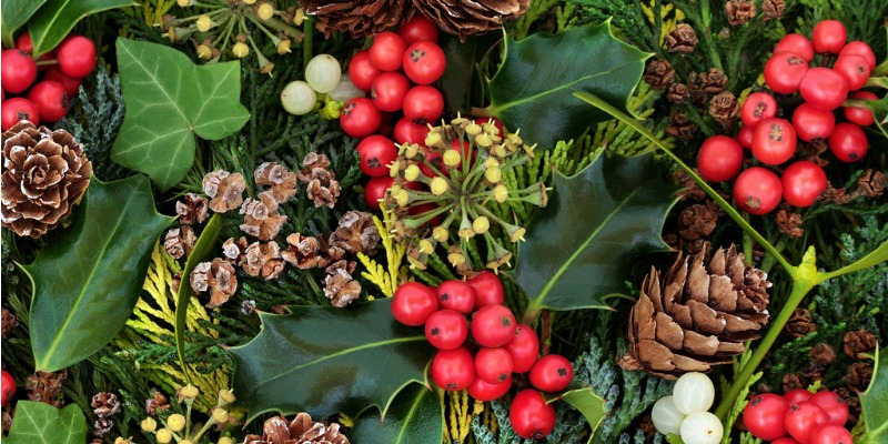 The Traditions of Christmas Plants - Blossoming Gifts