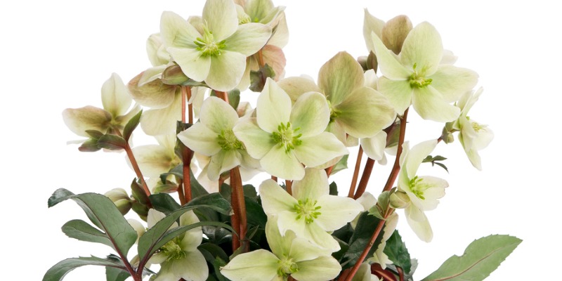 The Traditions of Christmas Plants - Blossoming Gifts