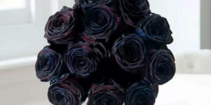 10 Flowers with Negative Meanings - Blossoming Gifts