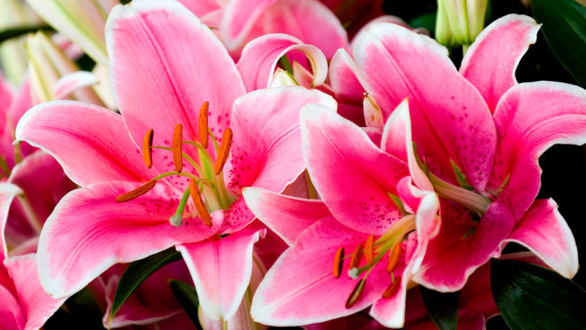 How to Get Rid of Lily Pollen Stains - Blossoming Gifts