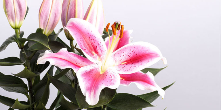 How to Get Rid of Lily Pollen Stains - Blossoming Gifts