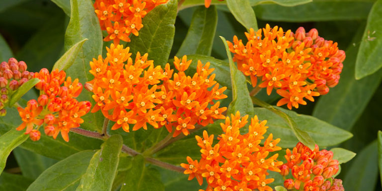 10 Flowers with Negative Meanings - Blossoming Gifts