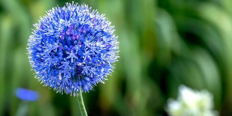 Top 10 Blue Flowers for Bouquets | Blossoming Gifts