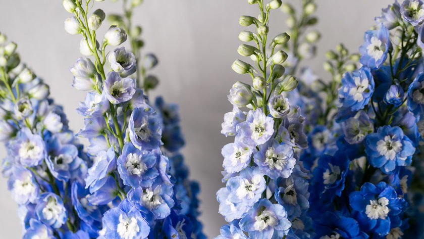 Top 10 Blue Flowers for Bouquets | Blossoming Gifts