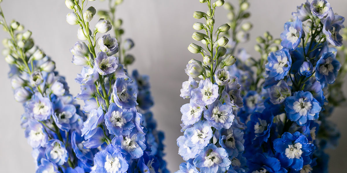 Top 10 Blue Flowers for Bouquets | Blossoming Gifts