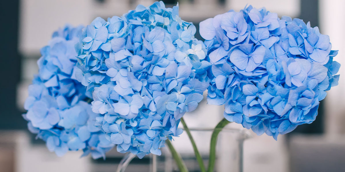 6 Fascinating Facts About Hydrangeas | Blossoming Gifts