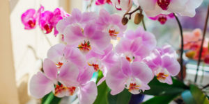 The Best Flowers To Symbolise Femininity - Blossoming Gifts