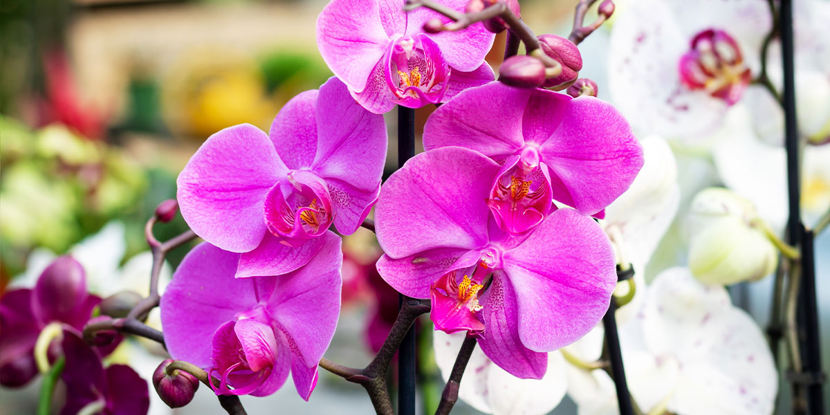 Everything You Need to Know About Orchids - Flowers & Gifts Blog ...