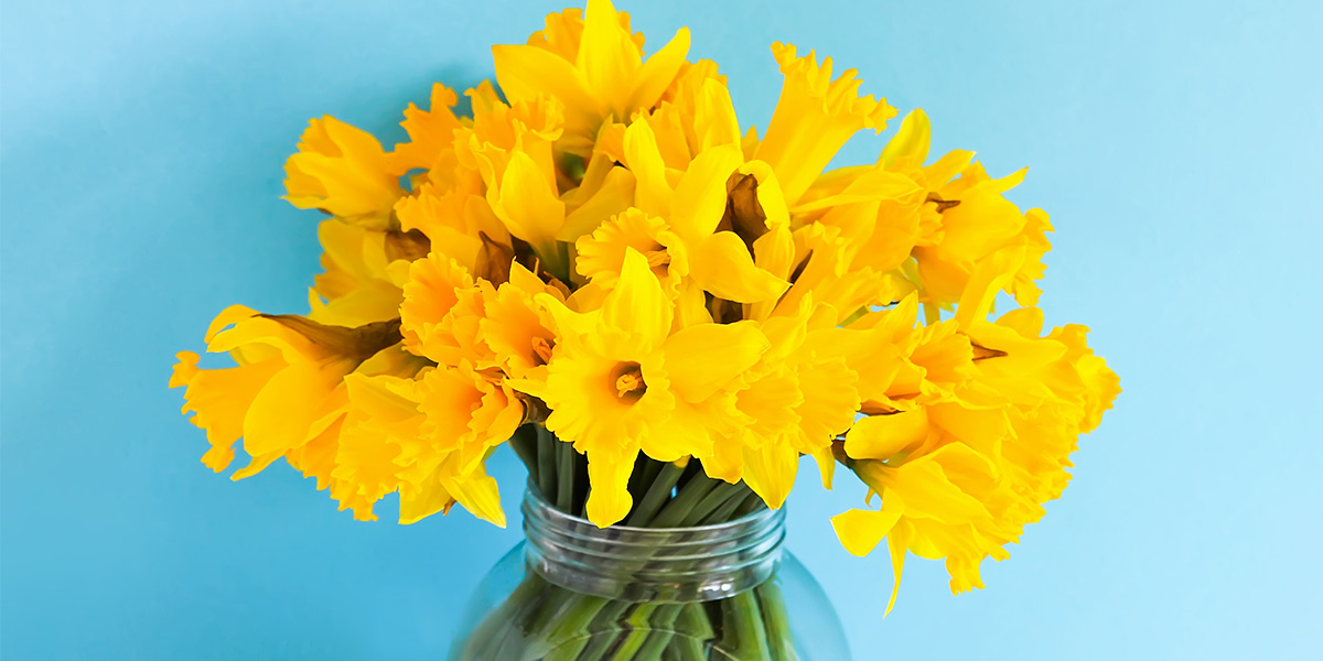 10 Flowers That Bring Good Fortune For St Patrick’s Day | Blossoming Gifts