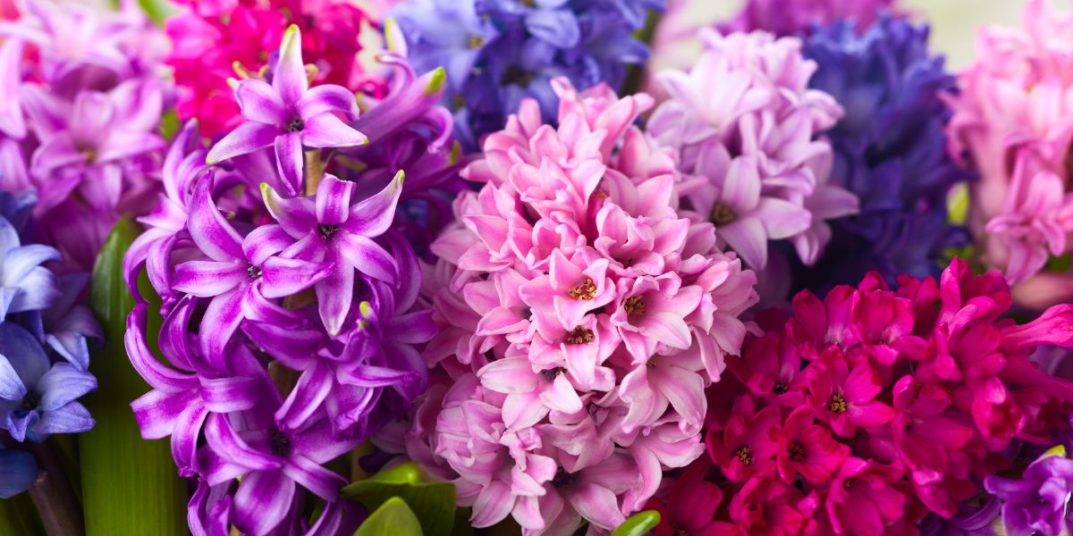 7 Facts You Didn’t Know About Hyacinths - Flowers & Gifts Blog ...