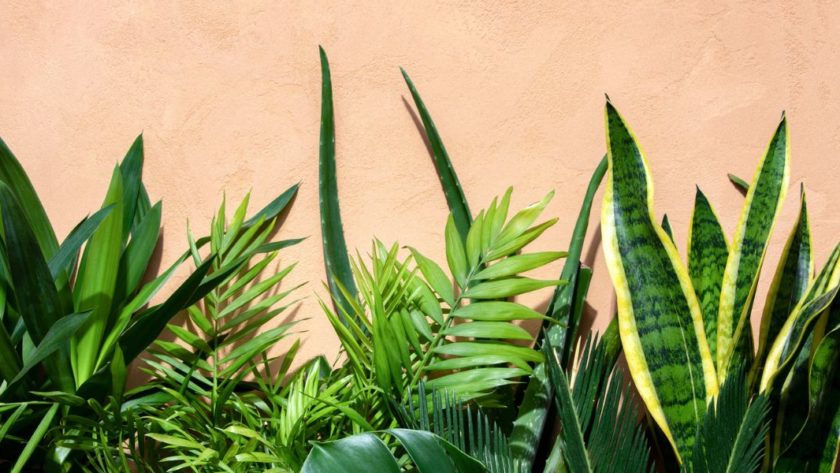 6 Common Problems with Houseplants | Blossoming Gifts