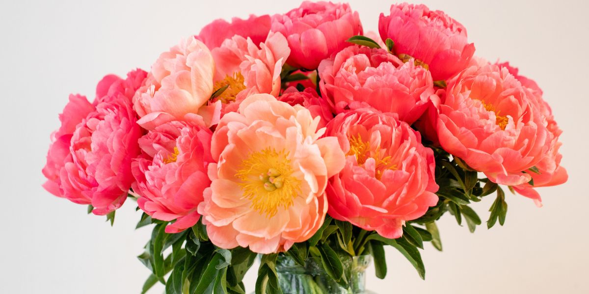 What Peonies Really Mean | Blossoming Gifts