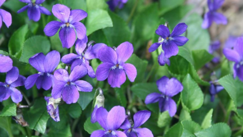 Why Pride Month Isn’t Complete Without This Flower’s Story - Flowers ...