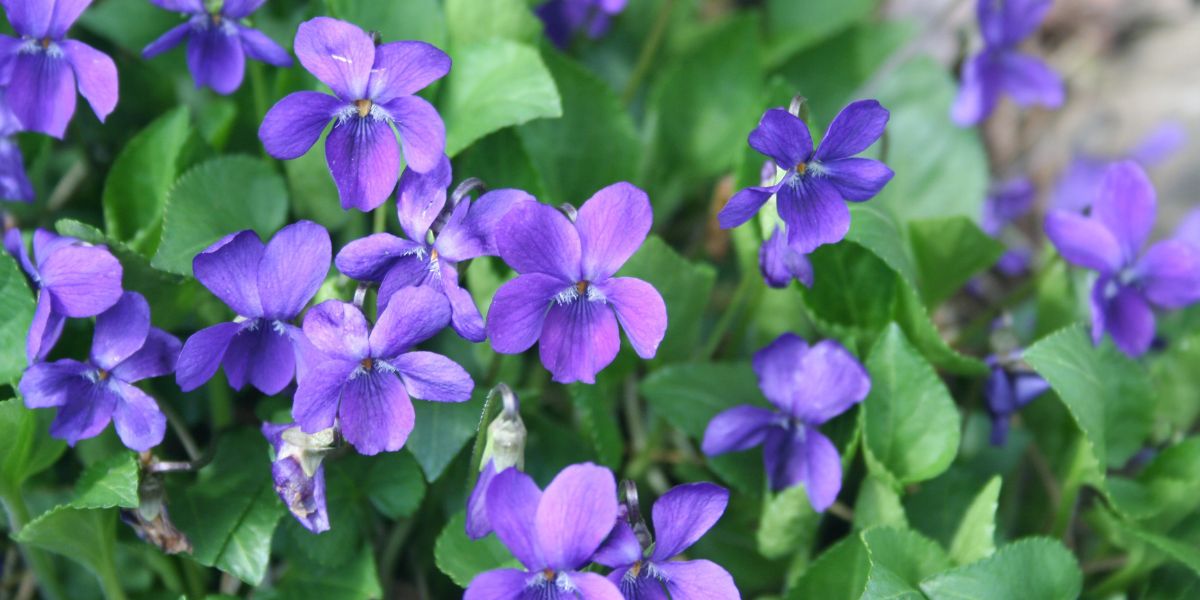 Why Pride Month Isn’t Complete Without This Flower’s Story - Flowers ...