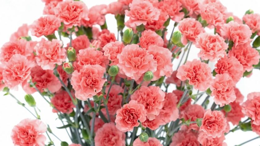 Everything You Need To Know About Carnations | Blossoming Gifts