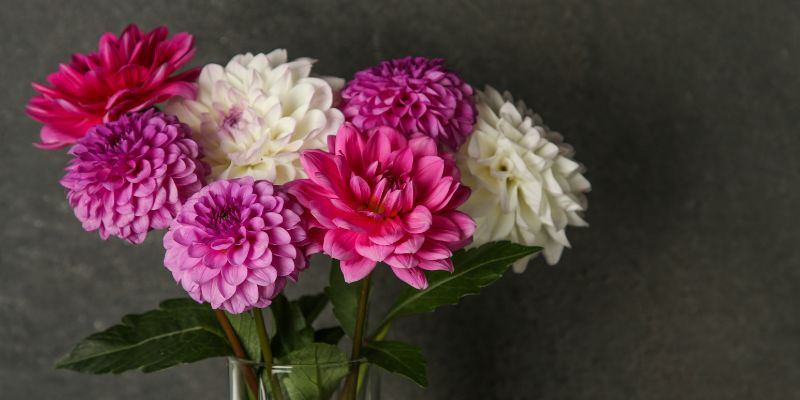 Everything You Need to Know About Dahlias | Blossoming Gifts