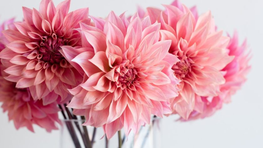 Everything You Need to Know About Dahlias | Blossoming Gifts