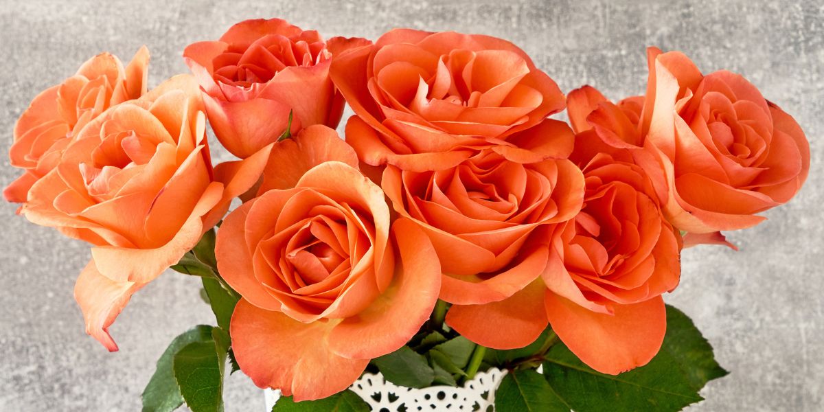 Top 9 Orange Flowers for Bouquets | Blossoming Gifts