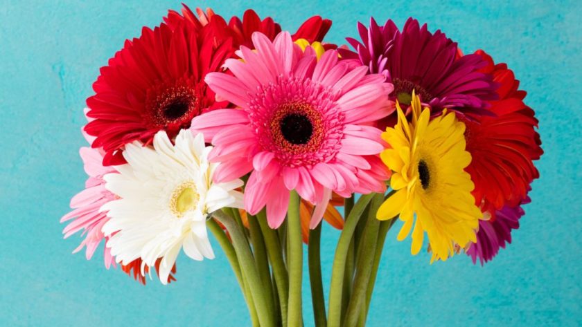 This is everything you need to know about gerberas | Blossoming Gifts