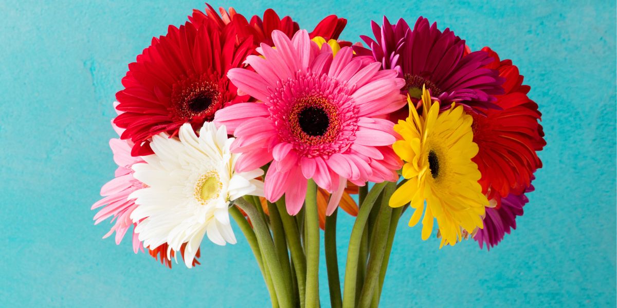 This is everything you need to know about gerberas | Blossoming Gifts