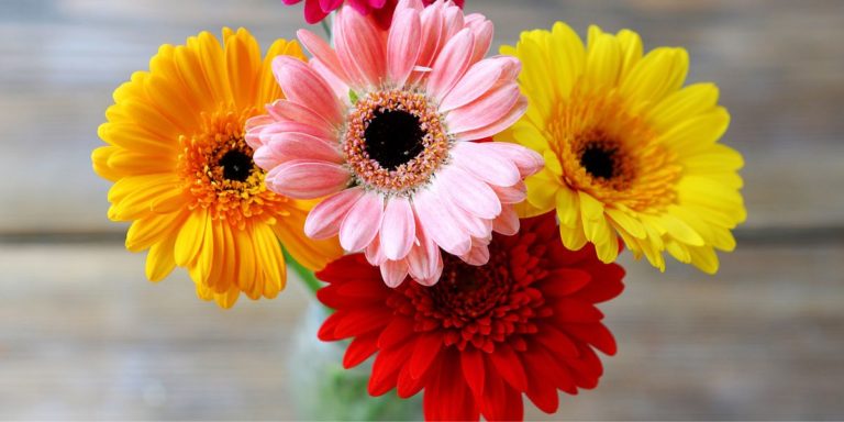 This is everything you need to know about gerberas | Blossoming Gifts