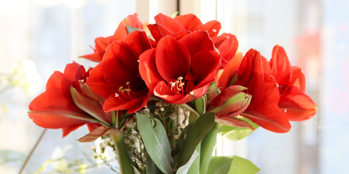 The stories behind your favourite Christmas flowers might surprise you ...