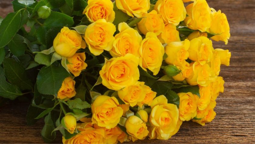 10 Flowers Symbolising Friendship to Send This Galentine’s Day ...